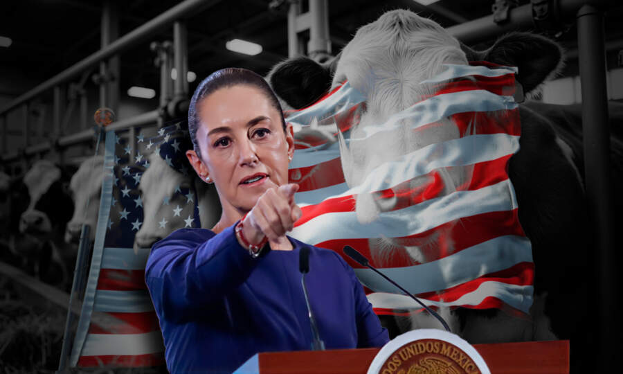 Claudia Sheinbaum rechaza cierre de EU al ganado mexicano